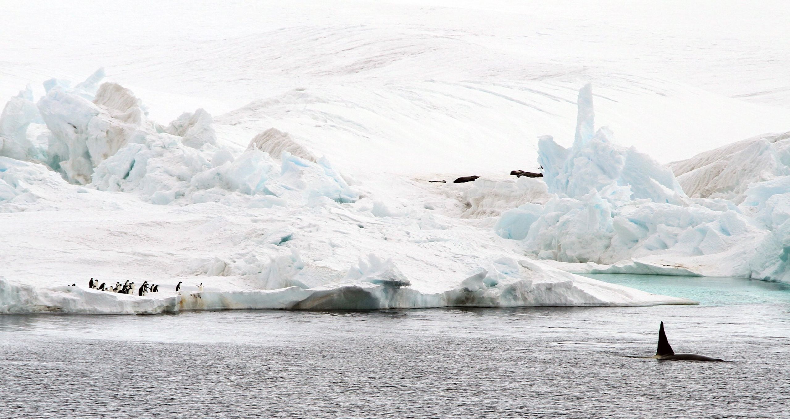 Creating a safe haven for Antarctic